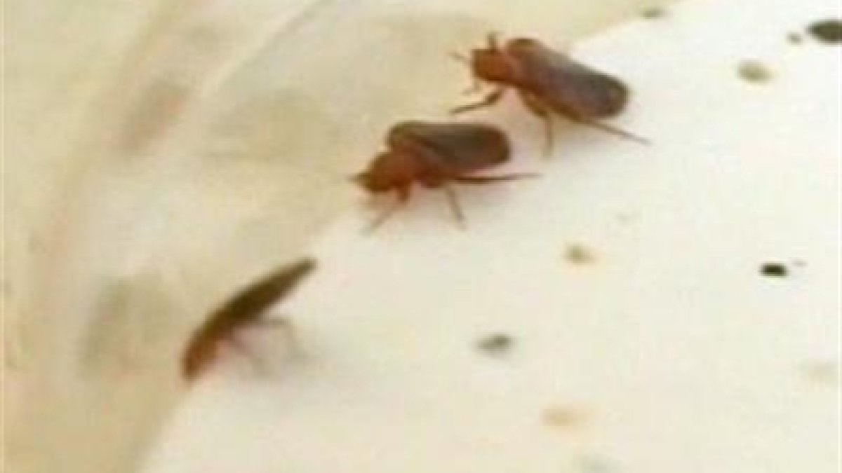 Philadelphia: Filadelfia continúa en tercer lugar entre las ciudades ...