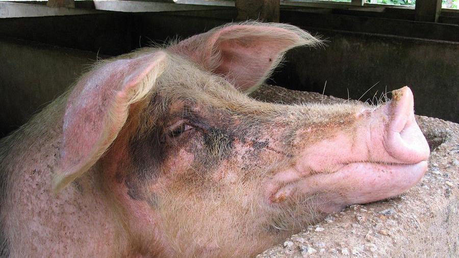 Cómo los cerdos se volvieron queridos protagonistas contra una amenaza ...