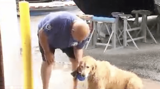 Perrito extraviado regresa a su familia tras dos semanas perdido en NJ ...