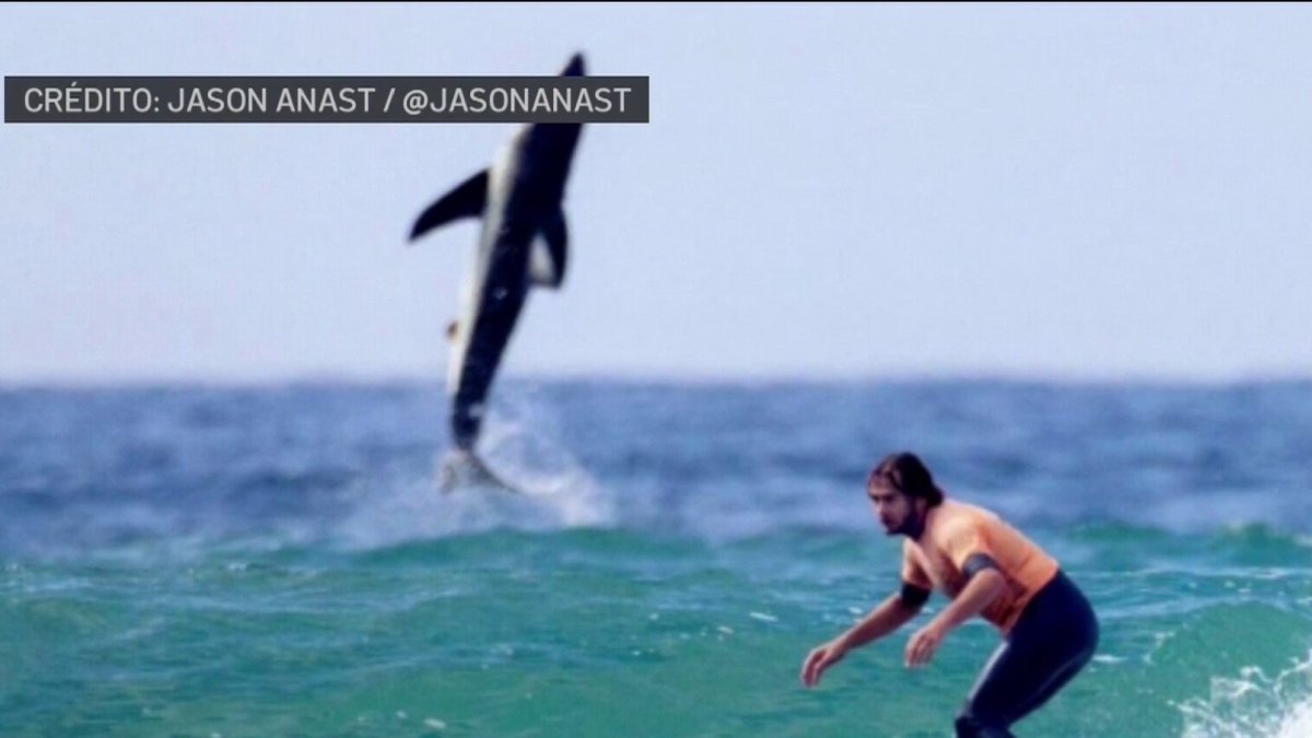 Fotógrafo captura imagen de tiburón blanco saltando – Telemundo 62