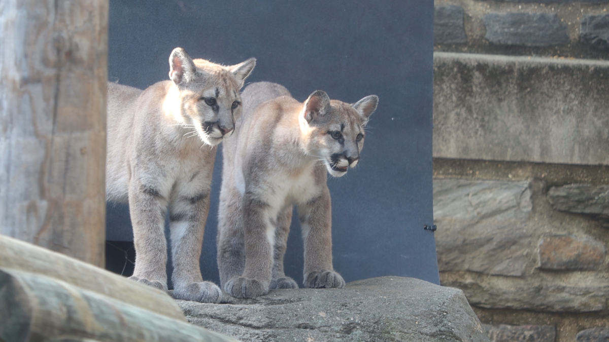 Philadelphia: Dos cachorros puma son parte del zoológico de Filadelfia ...