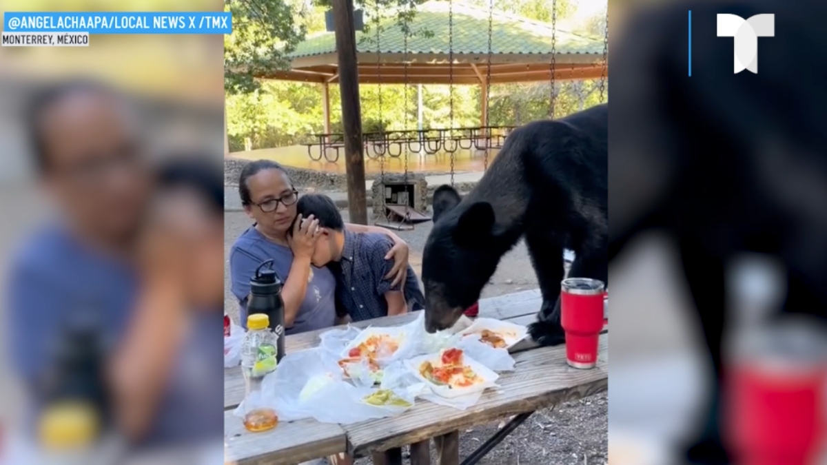 México: oso negro sorprende a madre e hijo en un picnic en Chipinque ...