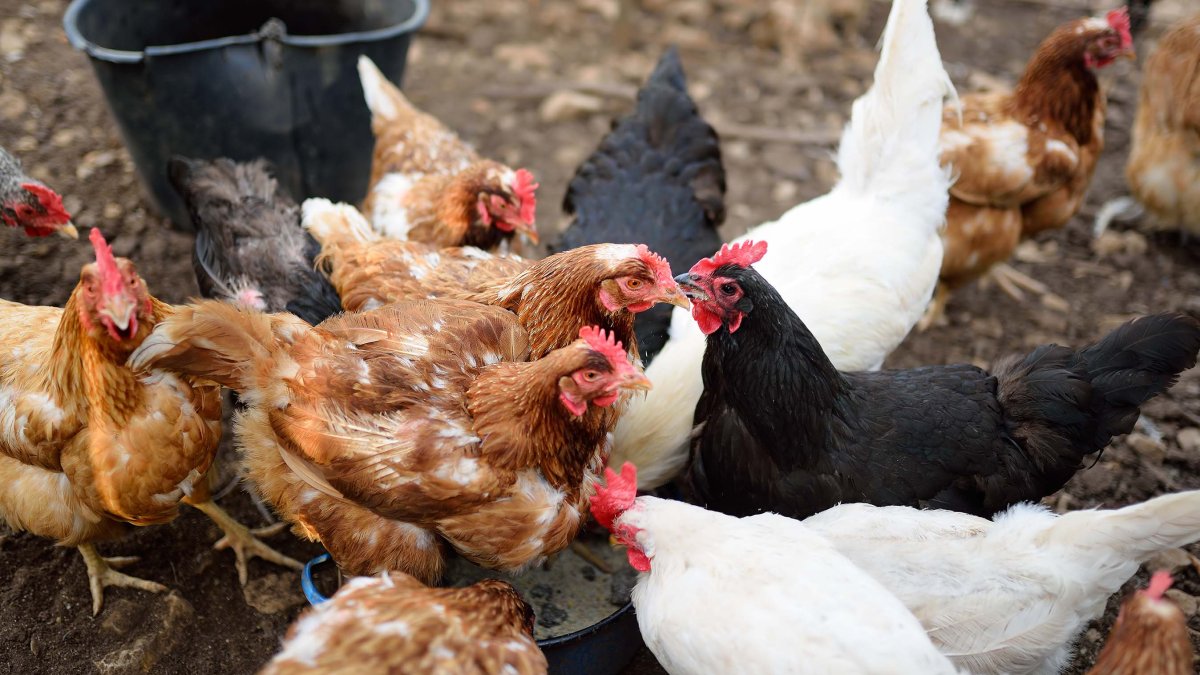 Encuentran gripe aviar en pollos en Texas – Telemundo 62