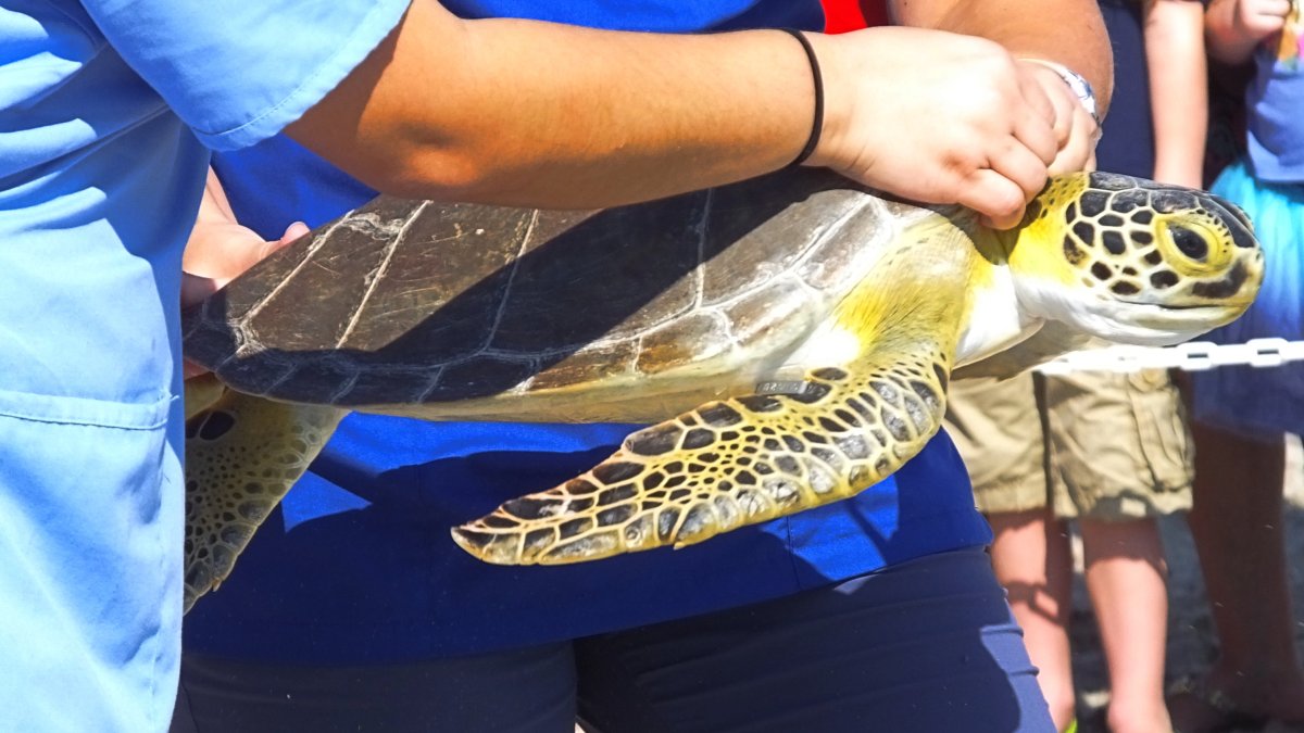 Sea Turtle Inc. rehabilita tortugas marinas en Isla del Padre Sur ...