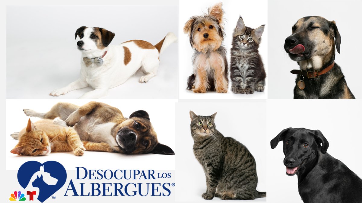 La campañna de donación y adopción de mascotas Desocupar Los Albergues ...