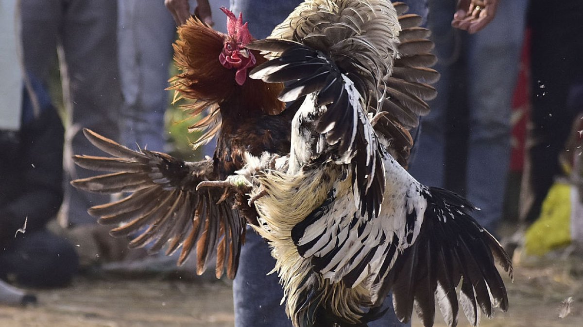 Pelea de gallos clandestina deja 25 arrestos en Chester City – Telemundo 62