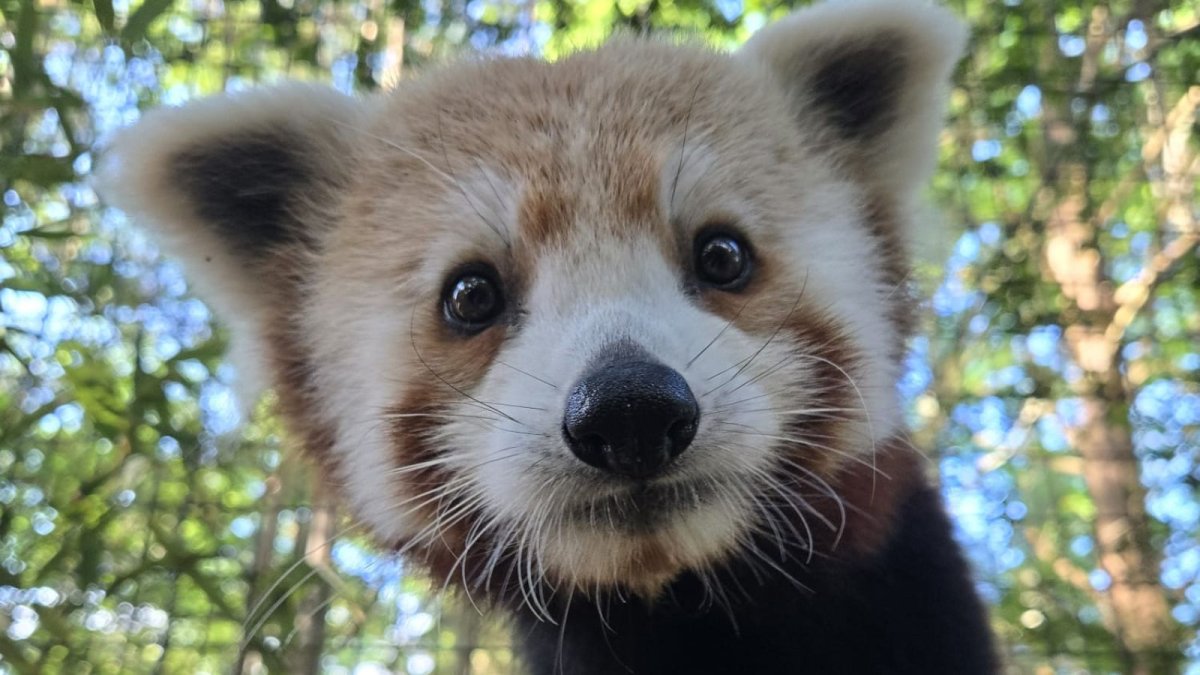 Panda rojo Wally llega a Cape May y celebran su primer cumpleaños ...
